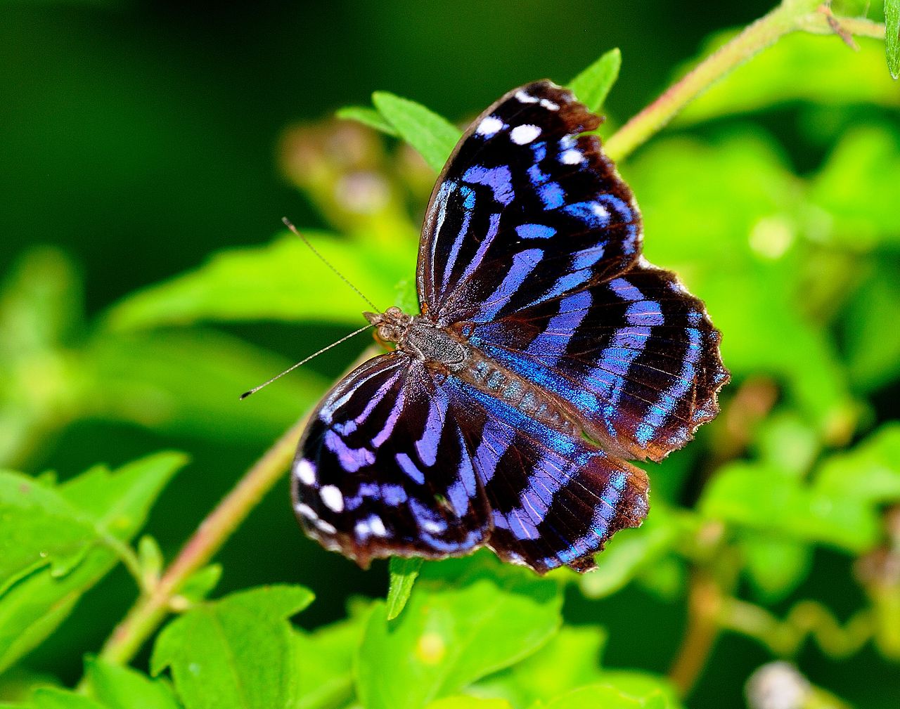 55 Amazing Blue Butterflies (Pictures and Identification Guide)