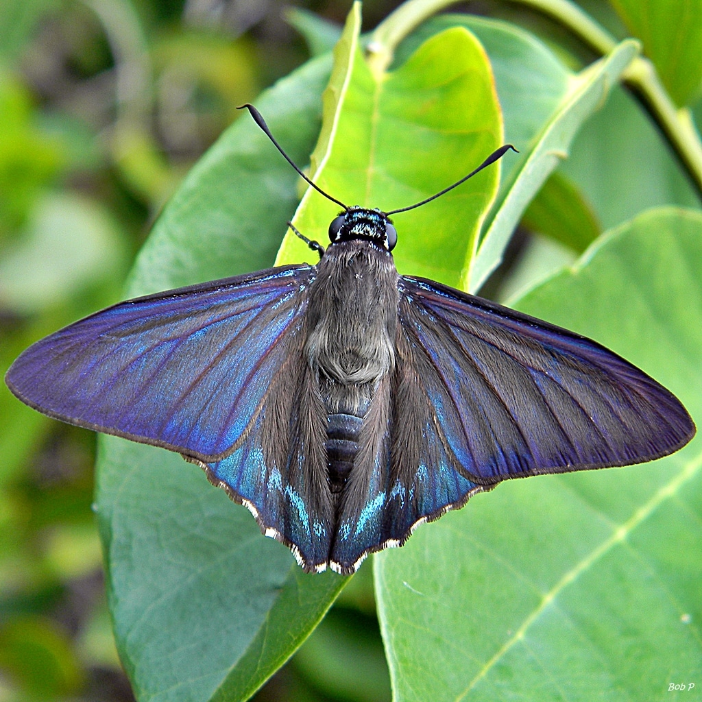 55 Amazing Blue Butterflies (Pictures and Identification Guide)