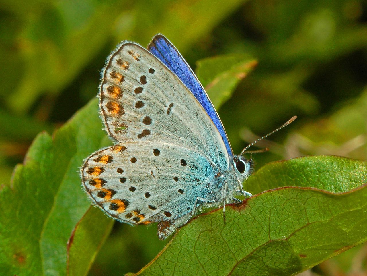 55 Amazing Blue Butterflies (Pictures and Identification Guide)