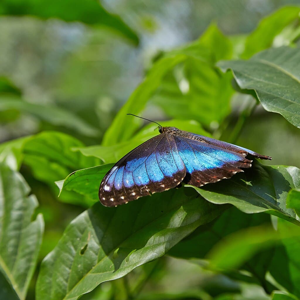 55 Amazing Blue Butterflies (Pictures and Identification Guide)
