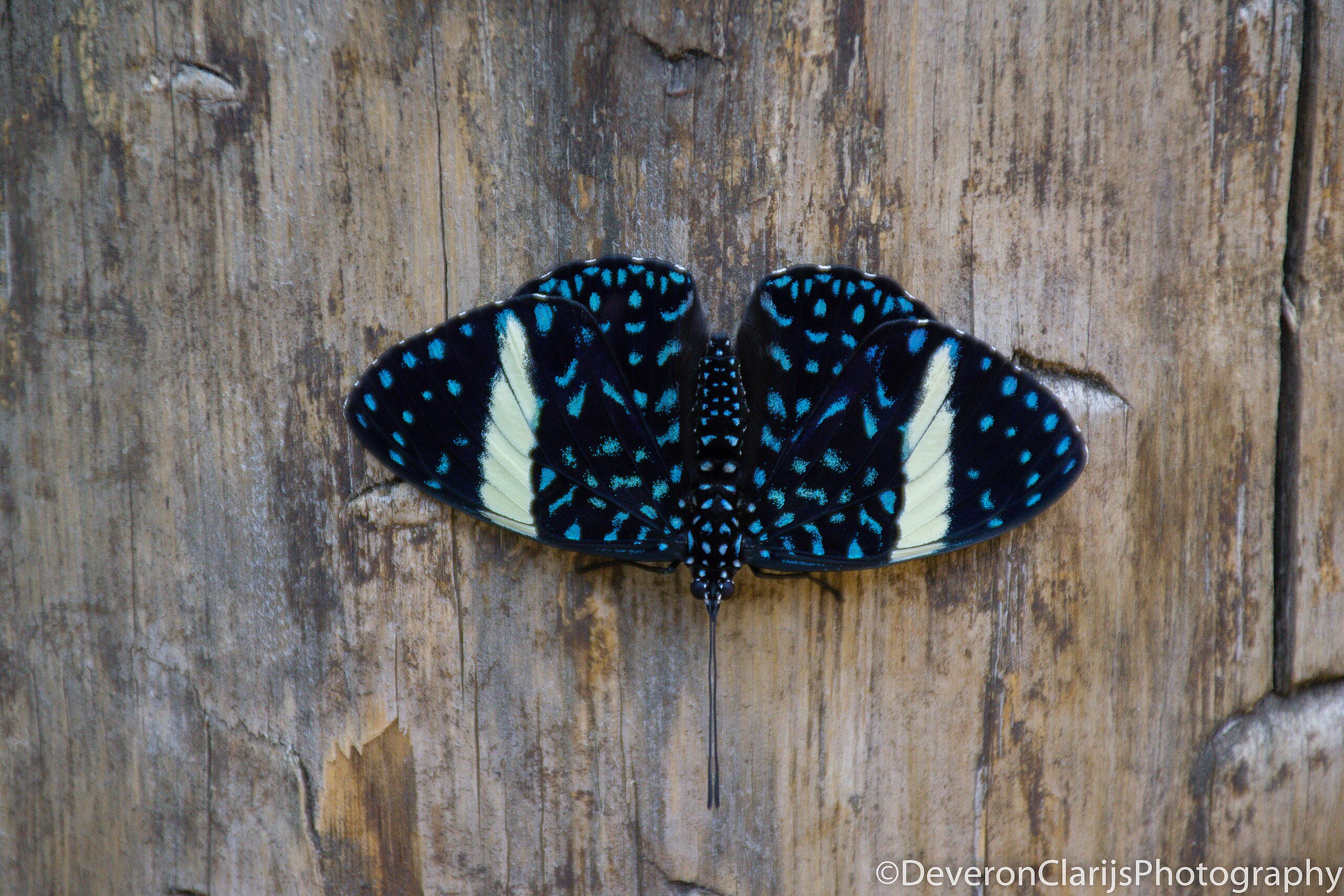 55 Amazing Blue Butterflies (Pictures and Identification Guide)