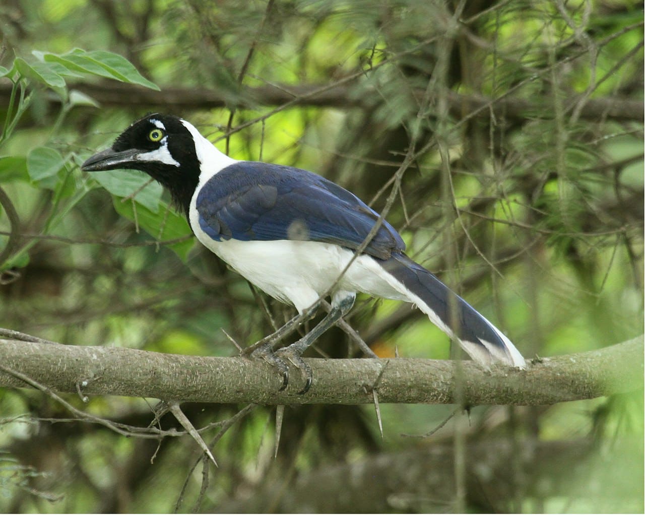 22 Birds With White Tails (with Pictures)