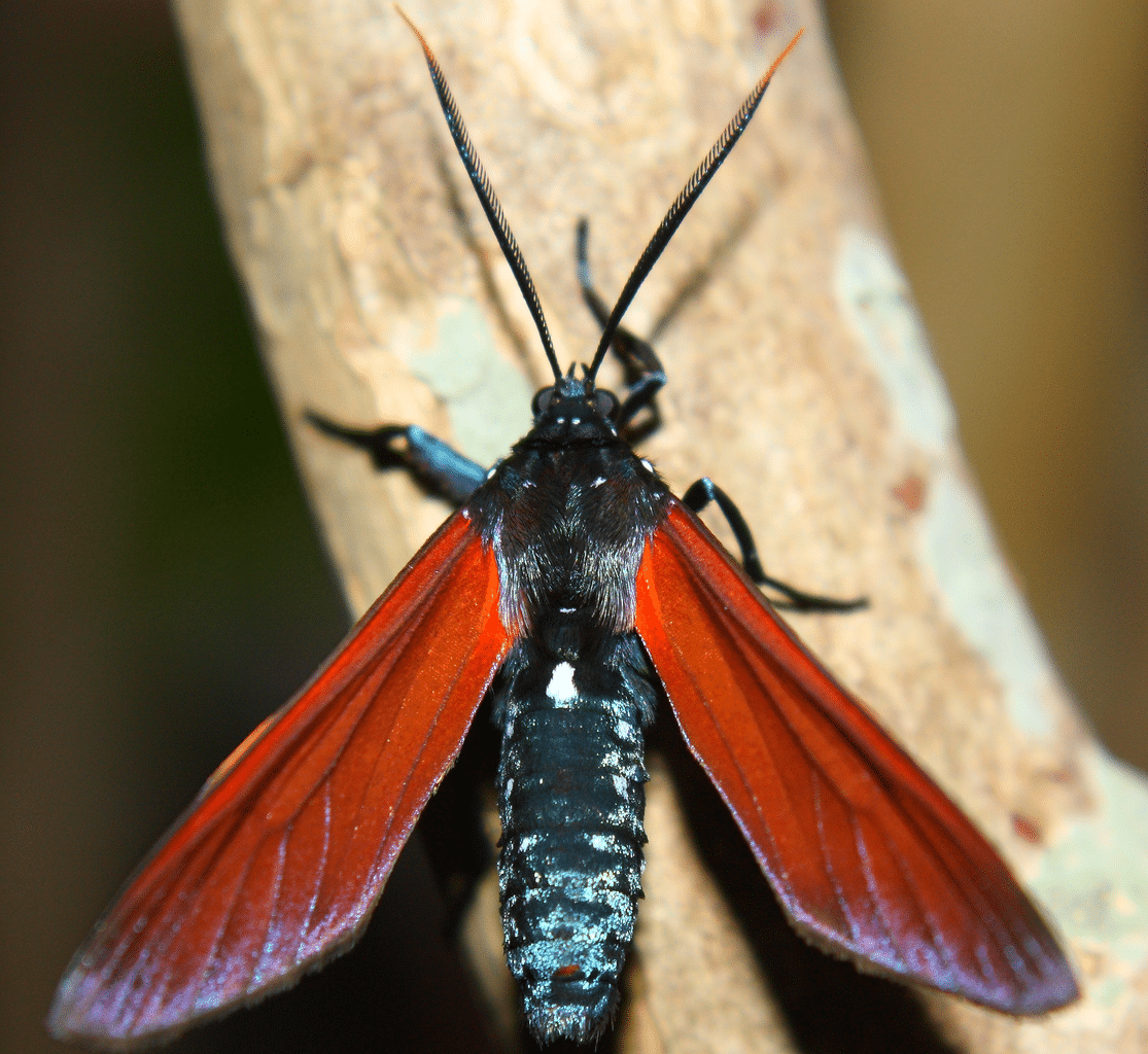16 Types Of Red Moths (Pictures And Identification Guide)