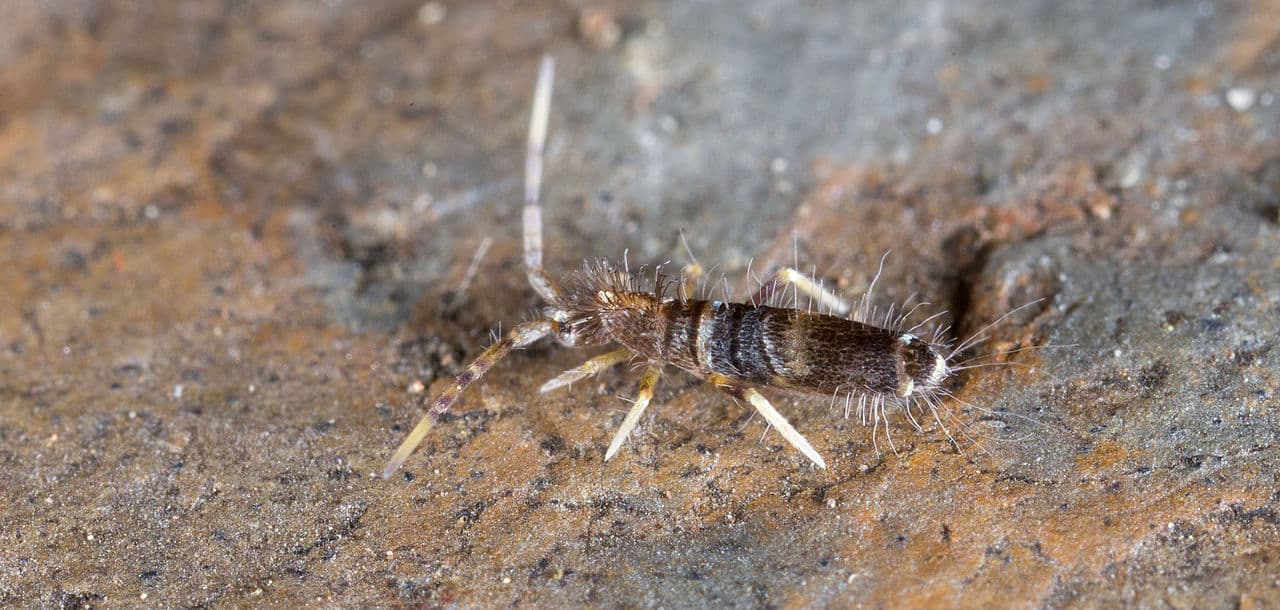 25 Bugs That Can Jump and Hop (Pictures and Identification)