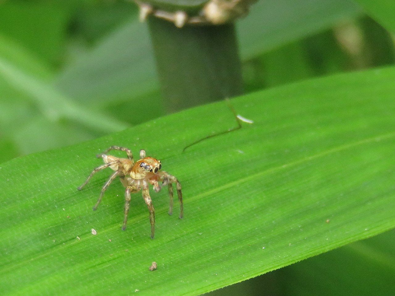 25 Bugs That Can Jump and Hop (Pictures and Identification)