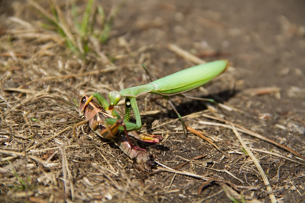25 Bugs That Can Jump and Hop (Pictures and Identification)