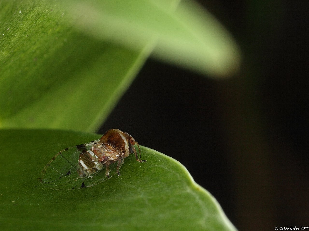 25 Bugs That Can Jump and Hop (Pictures and Identification)