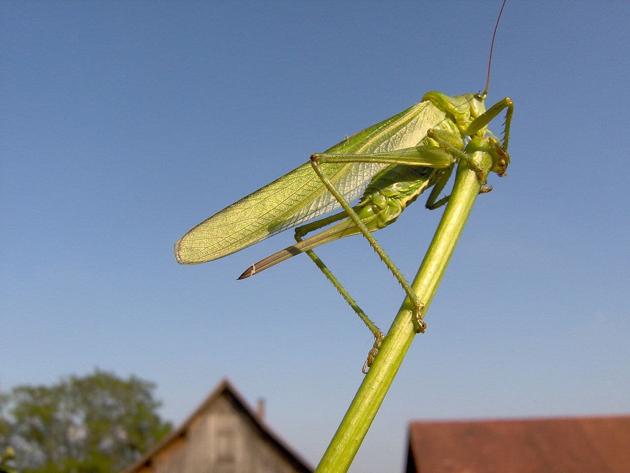 25 Bugs That Can Jump and Hop (Pictures and Identification)