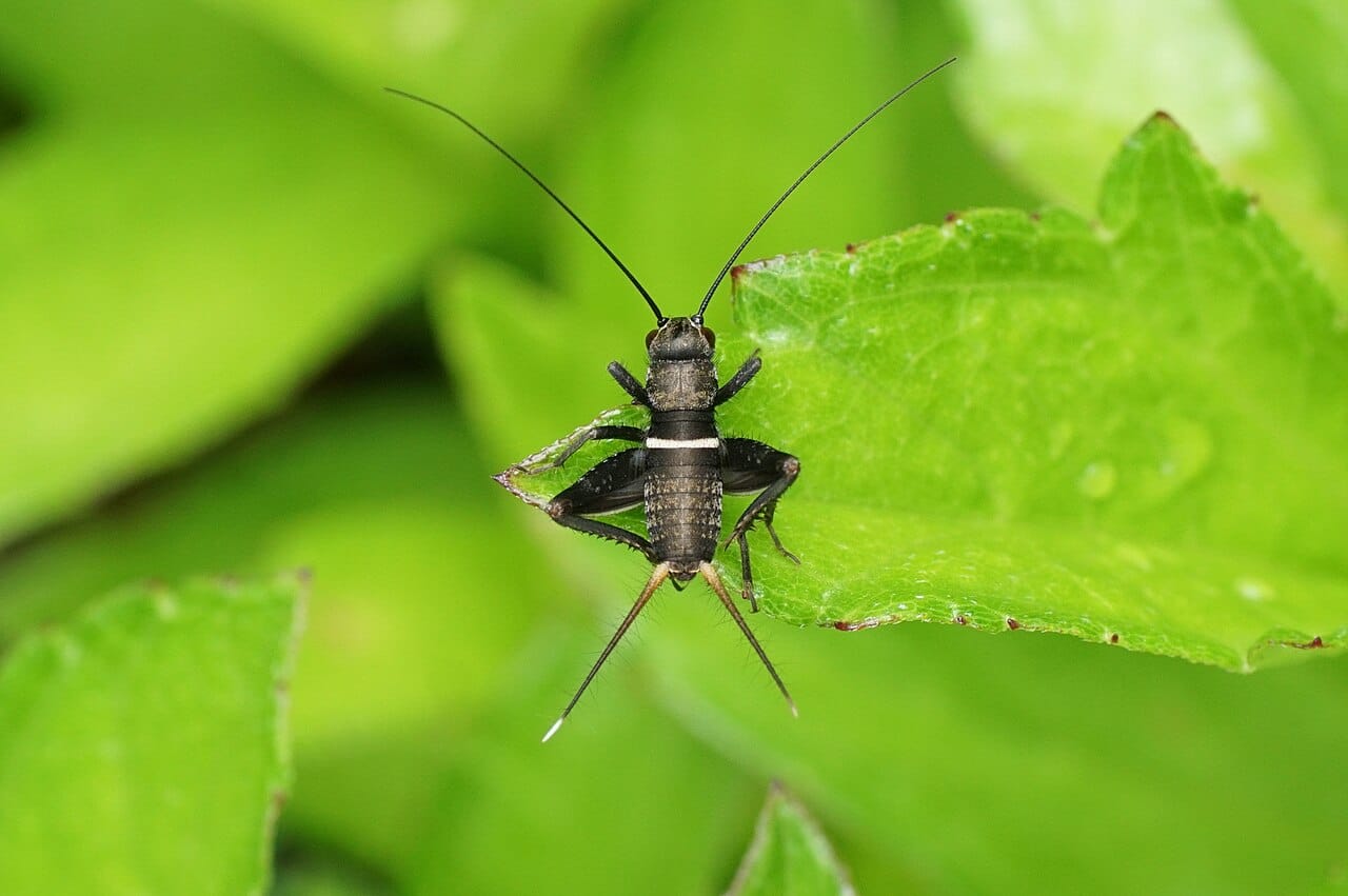 25 Bugs That Can Jump and Hop (Pictures and Identification)