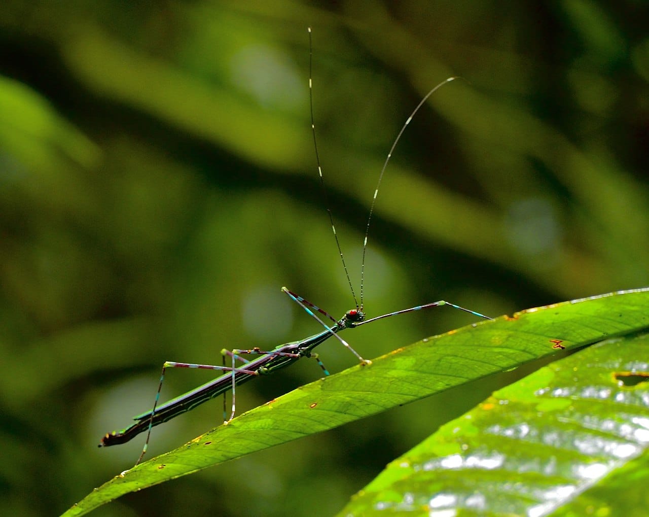 25 Bugs That Can Jump and Hop (Pictures and Identification)