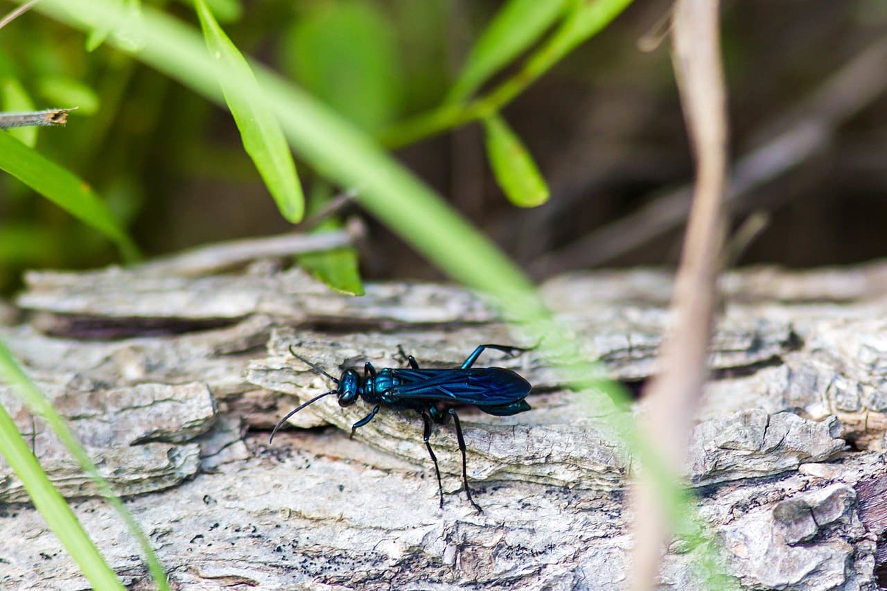 15 Common Blue and Black-Blue Wasps (With Pictures)