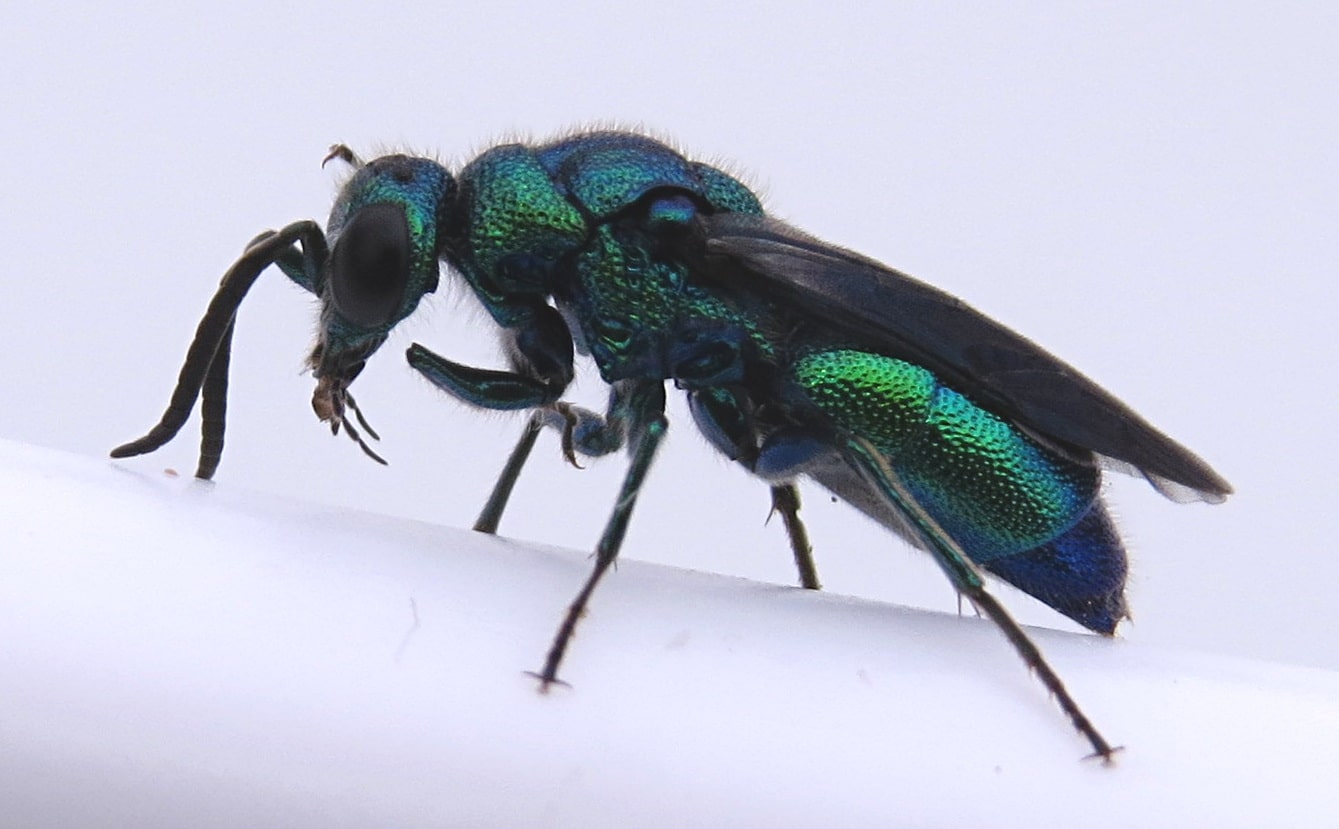 15 Common Blue and Black-Blue Wasps (With Pictures)