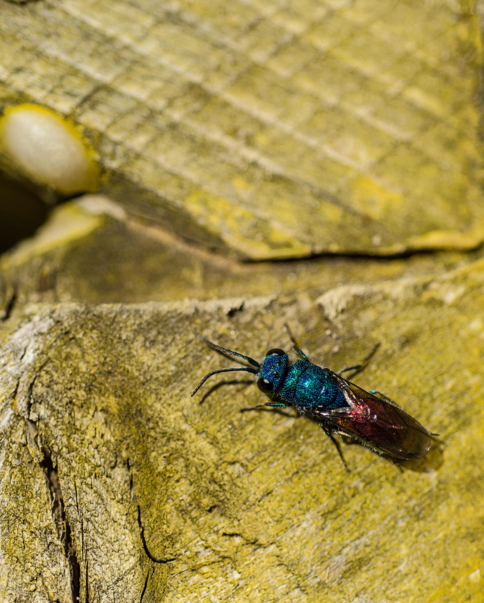 15 Common Blue and Black-Blue Wasps (With Pictures)