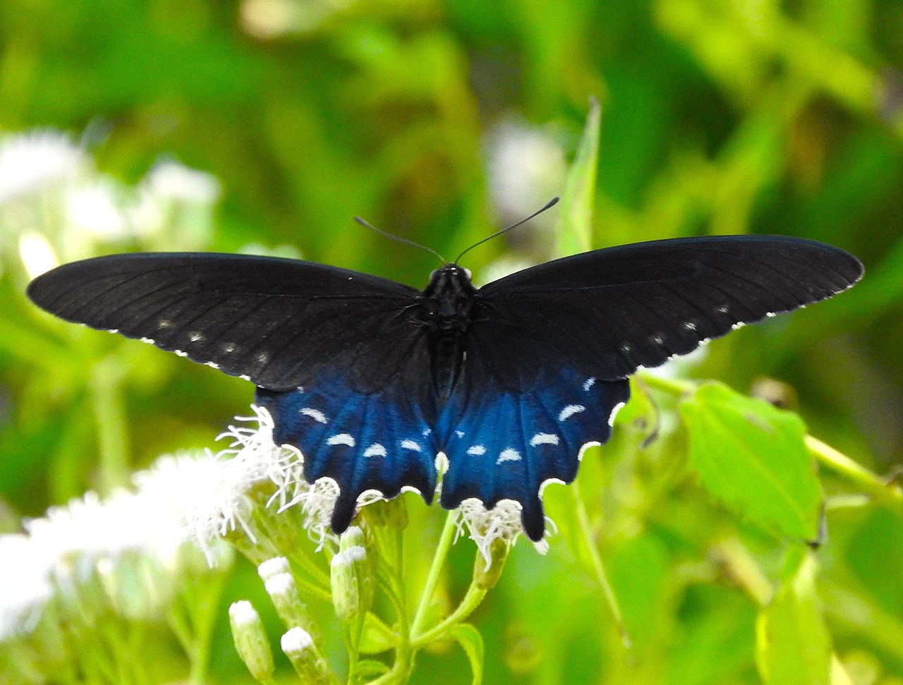 30 Black and Blue Butterflies (Pictures and Identification)