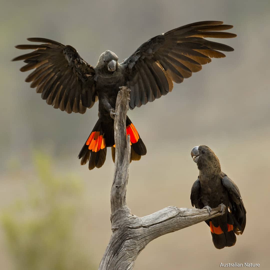 21 Beautiful Birds With Red Tails (with Pictures)