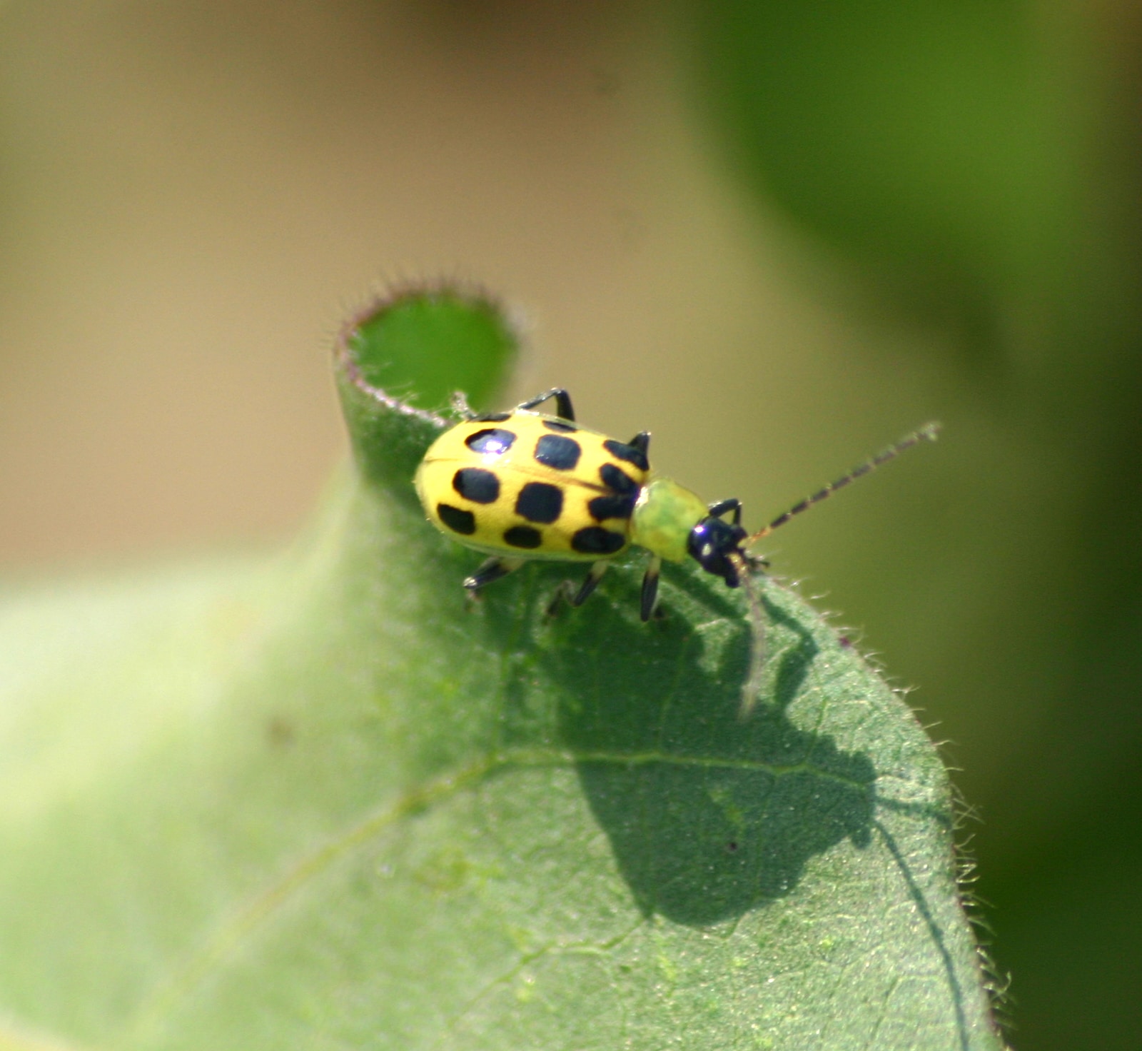 47 Types of Black and Yellow Beetles (with Pictures)