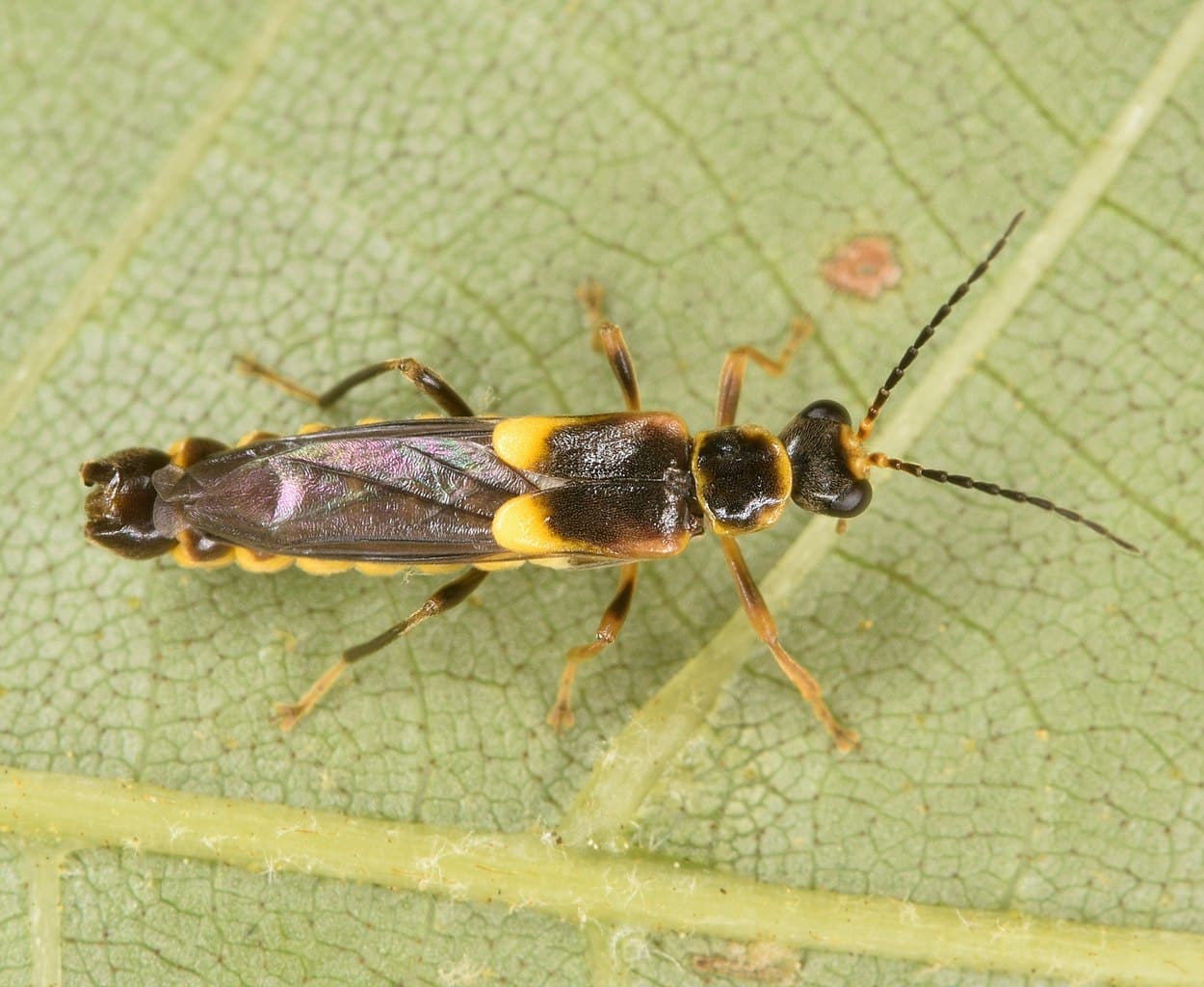 47 Types of Black and Yellow Beetles (with Pictures)