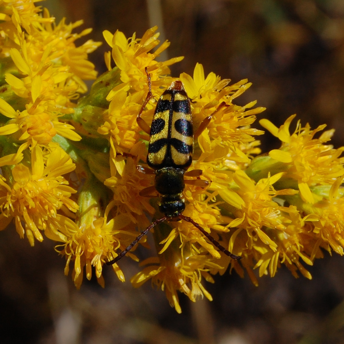 47 Types of Black and Yellow Beetles (with Pictures)