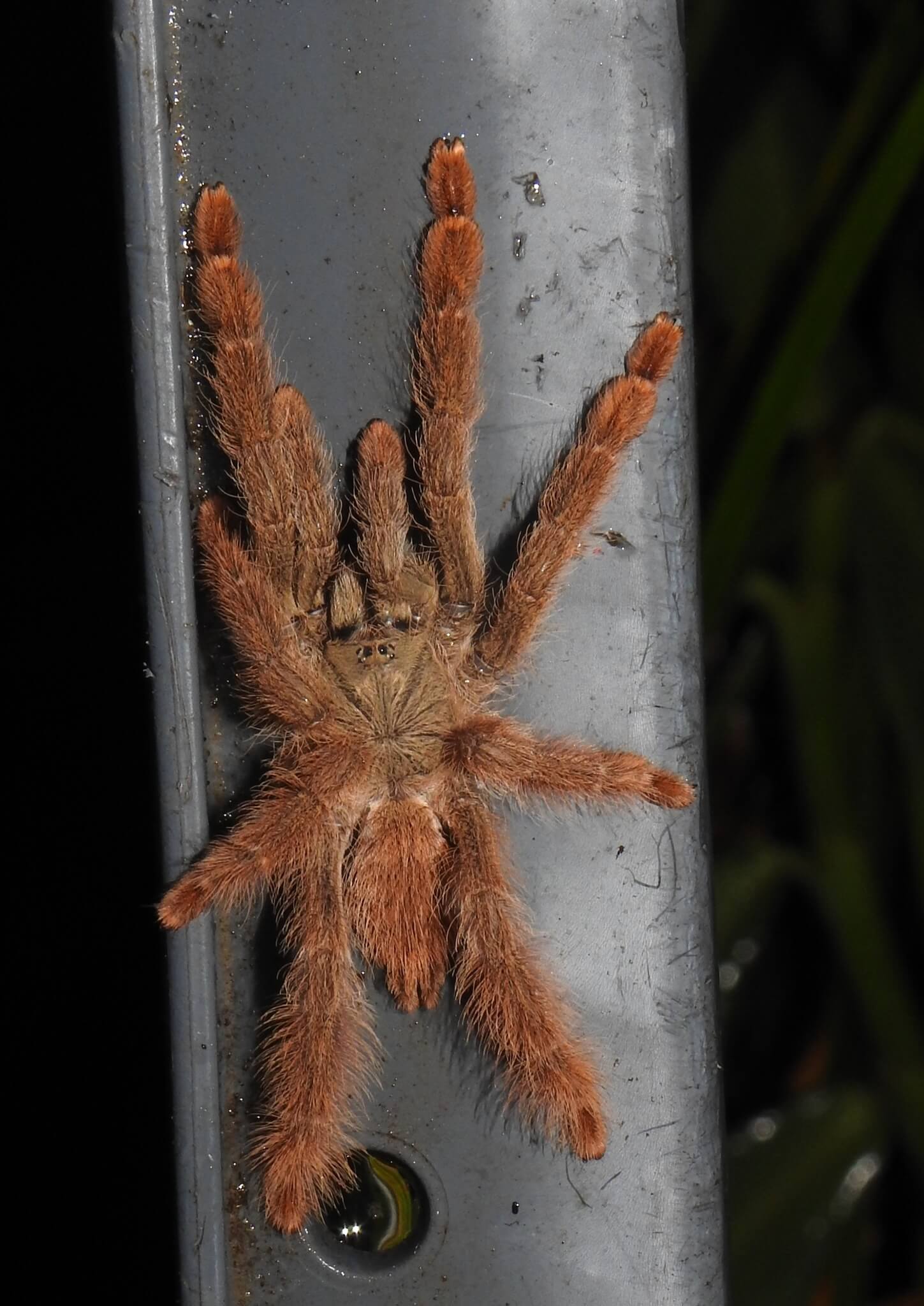 11 Best Arboreal Tarantulas (For Beginners and Advanced Owners)