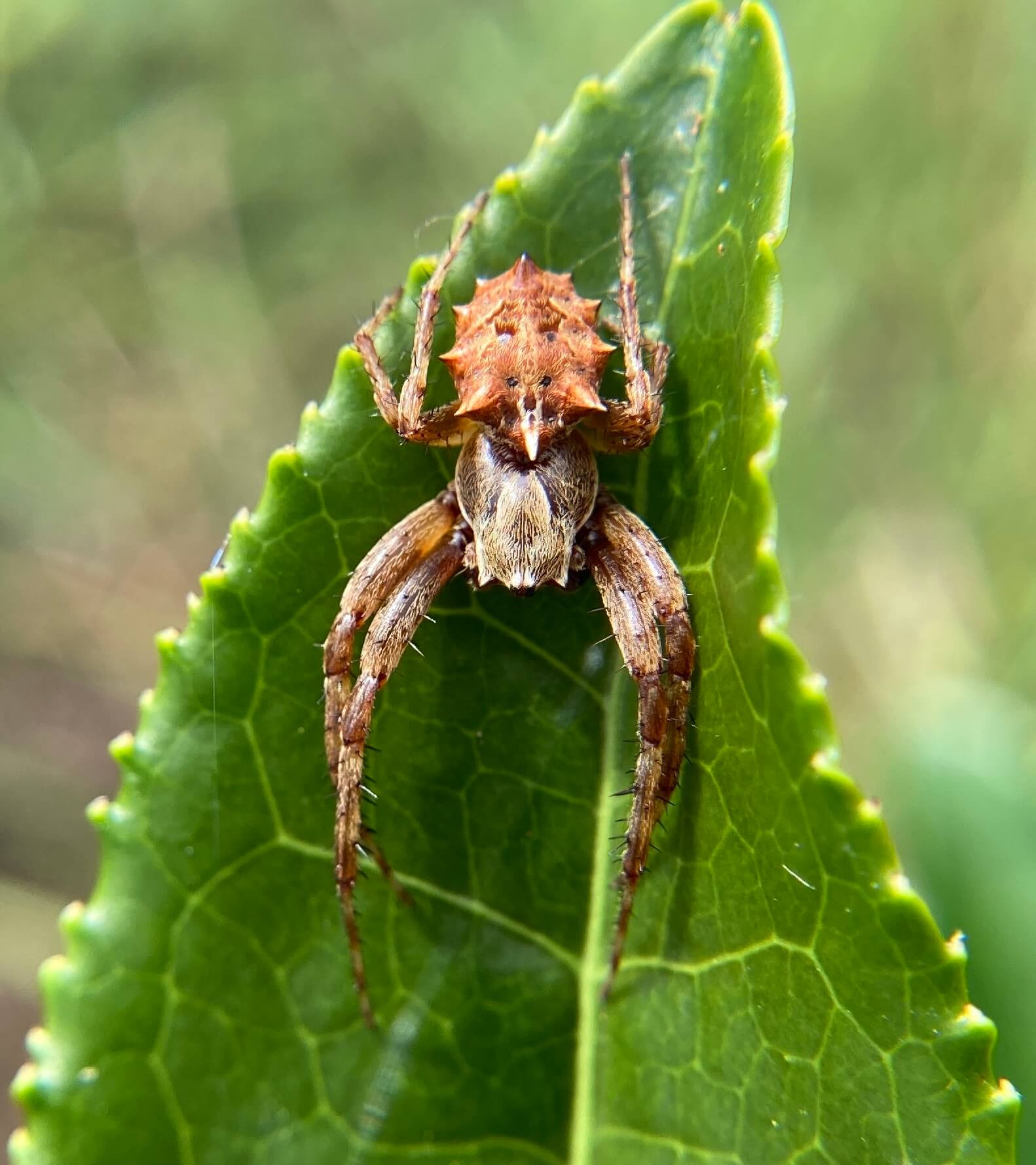21 Spiders With Spikes (Pictures and Identification)