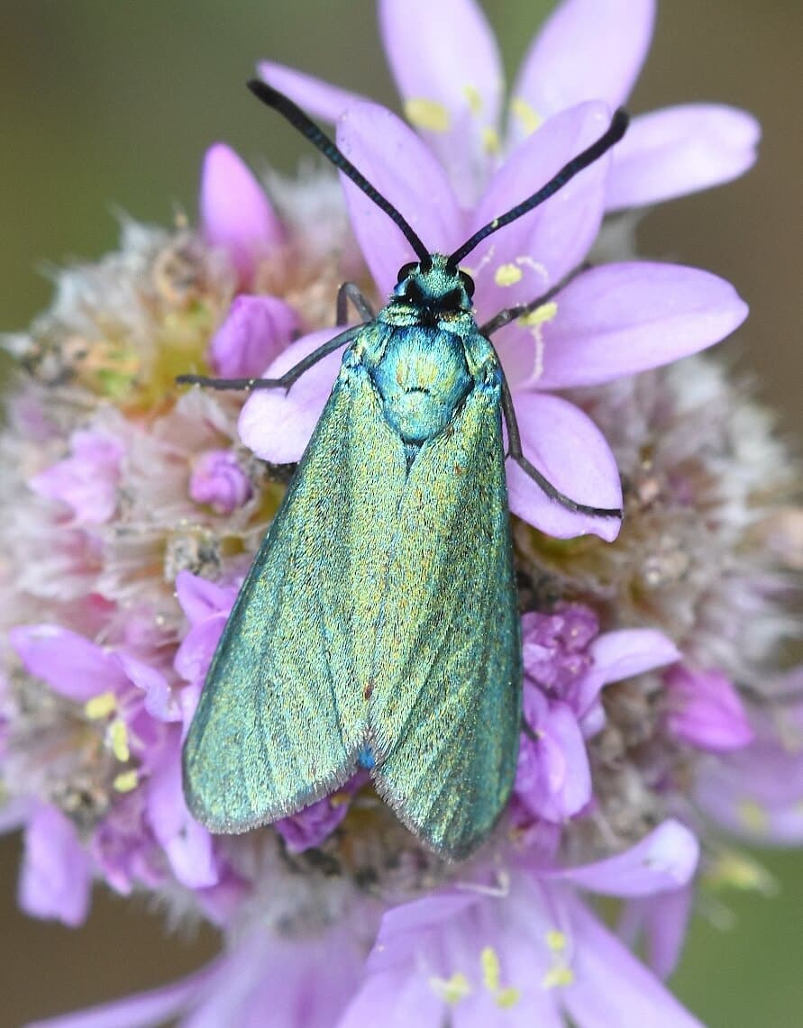 17 Stunning Blue Moths (Pictures And Identification)