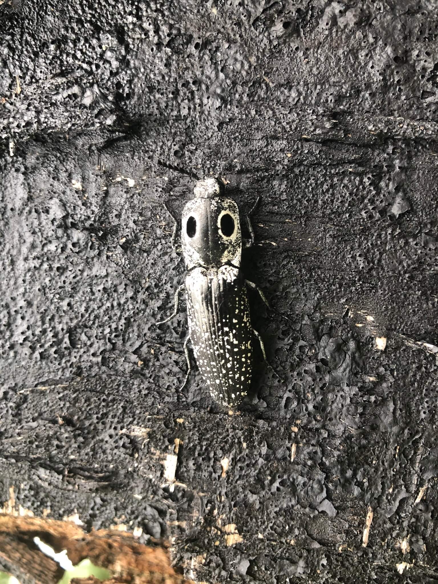 19 Black Bugs With White Spots (Pictures And Identification)