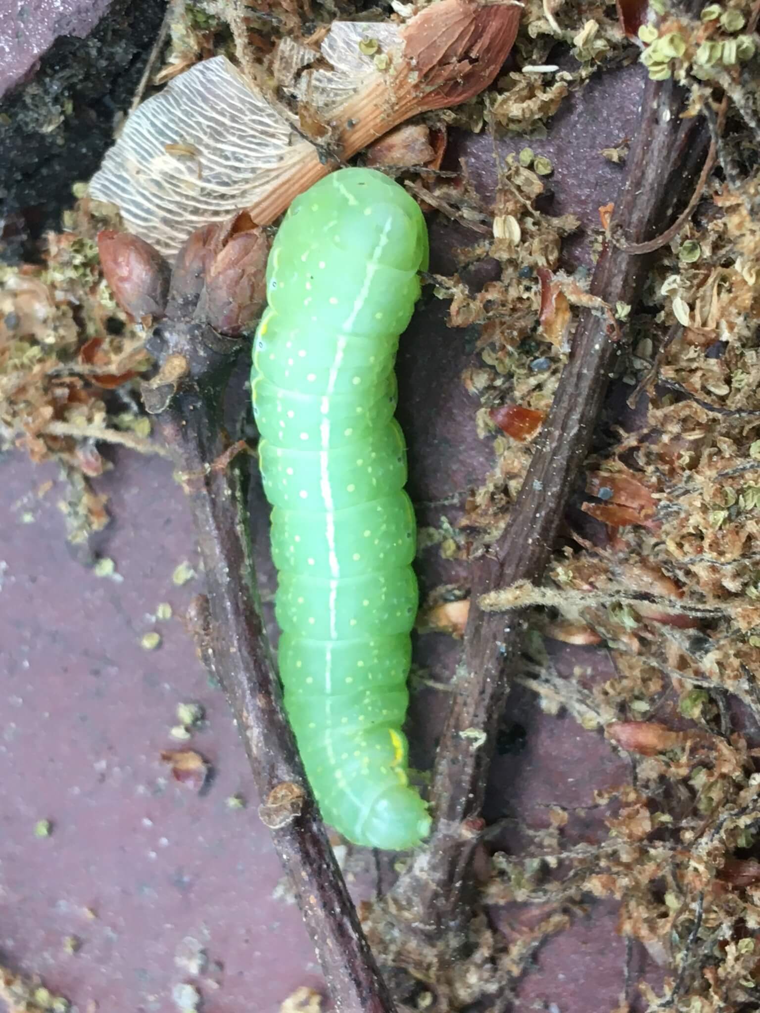 16 Caterpillars Found on Roses (& How Get Rid of Them)
