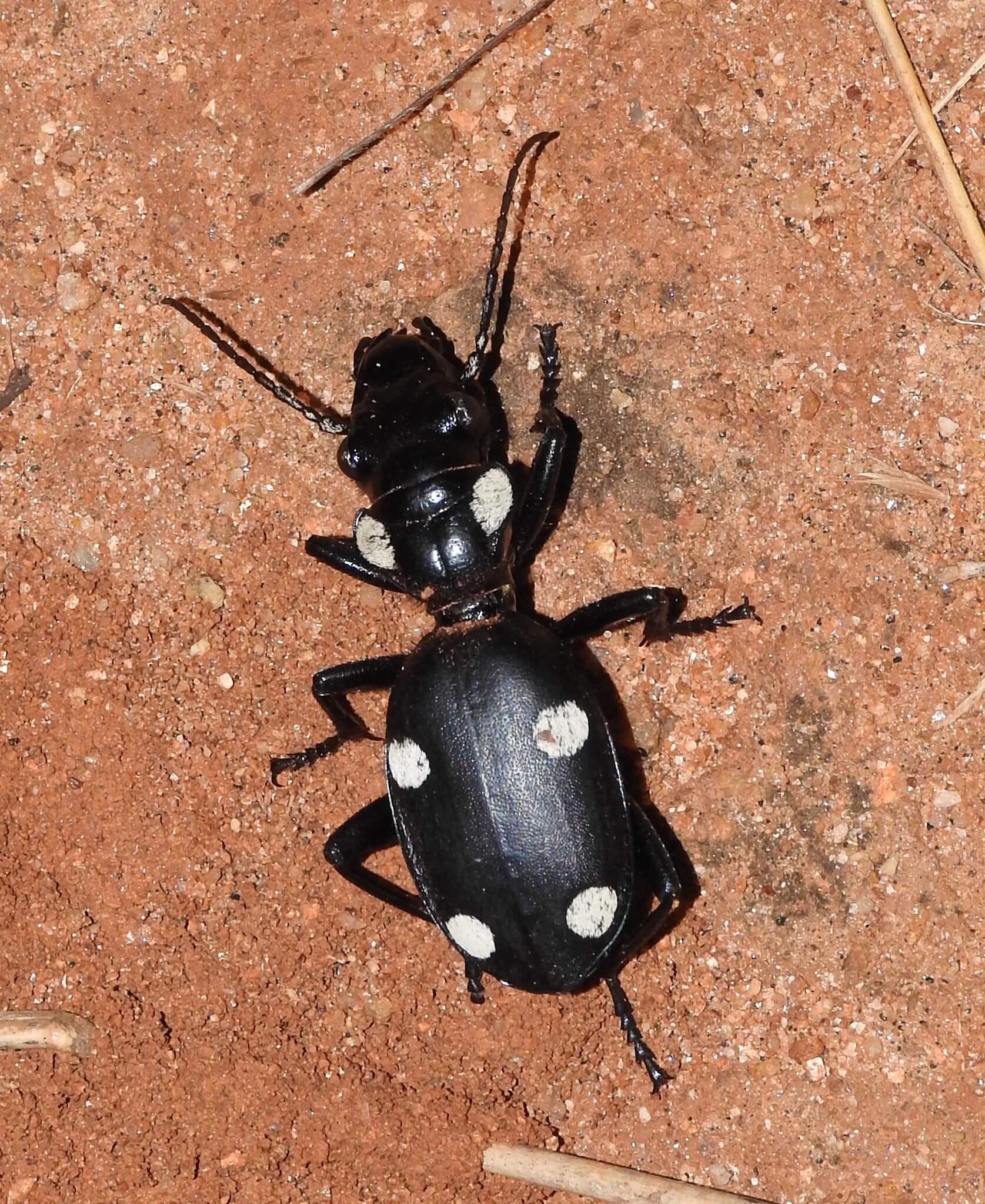 19 Black Bugs With White Spots (Pictures And Identification)