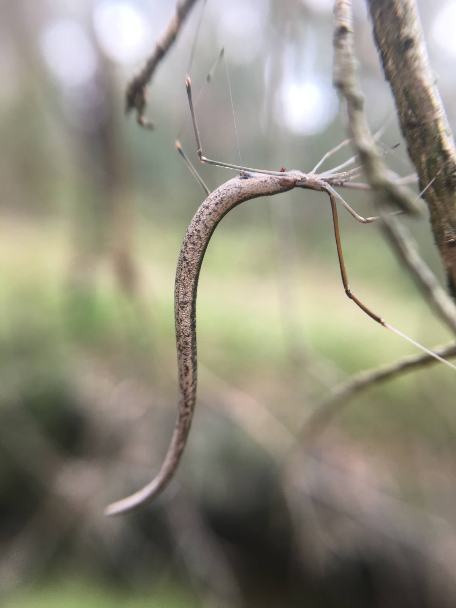 45 Weird Bugs of The World (with Pictures & Facts)