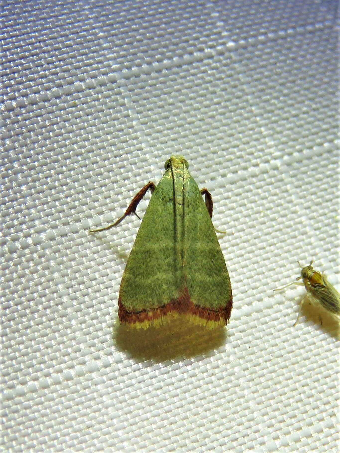28 Amazing Green Moths (Pictures and Identification)