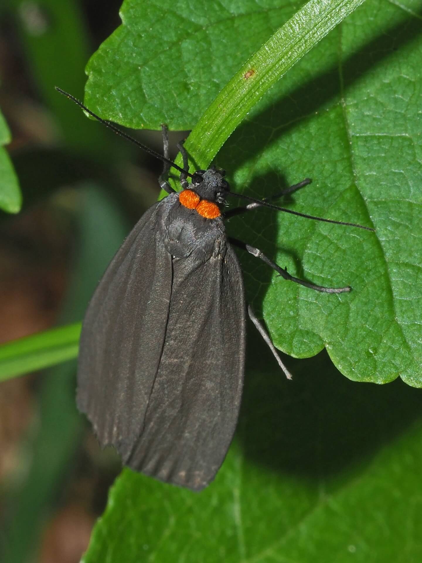 22 Types of Black Moths (Pictures and Identification)