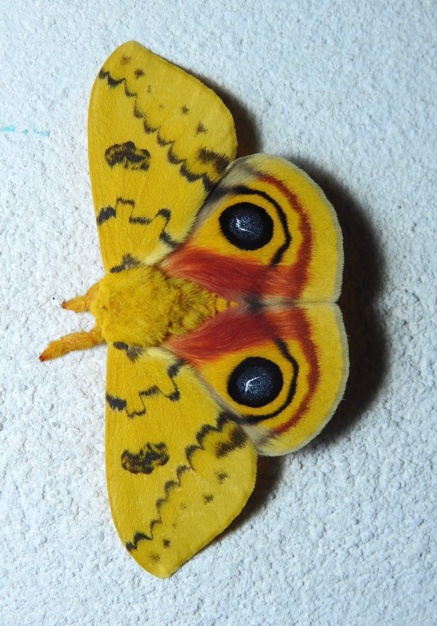 44 Types of Yellow Moths (Pictures And Identification)