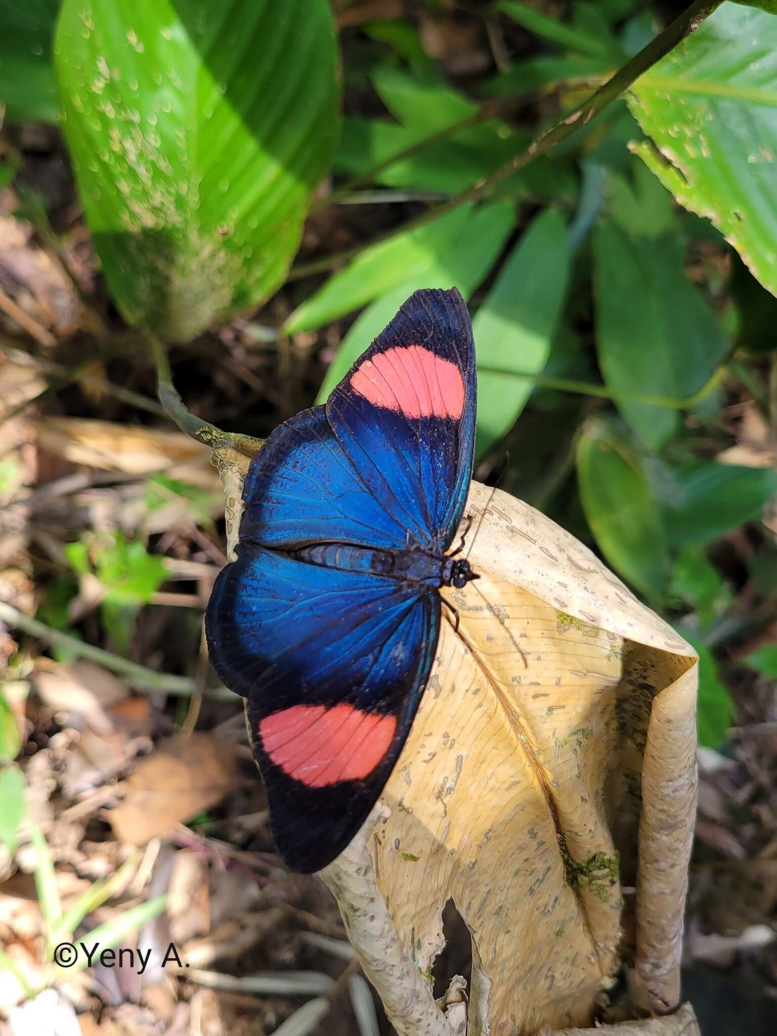 15 Vivid Pink Butterflies in The World (with Pictures)