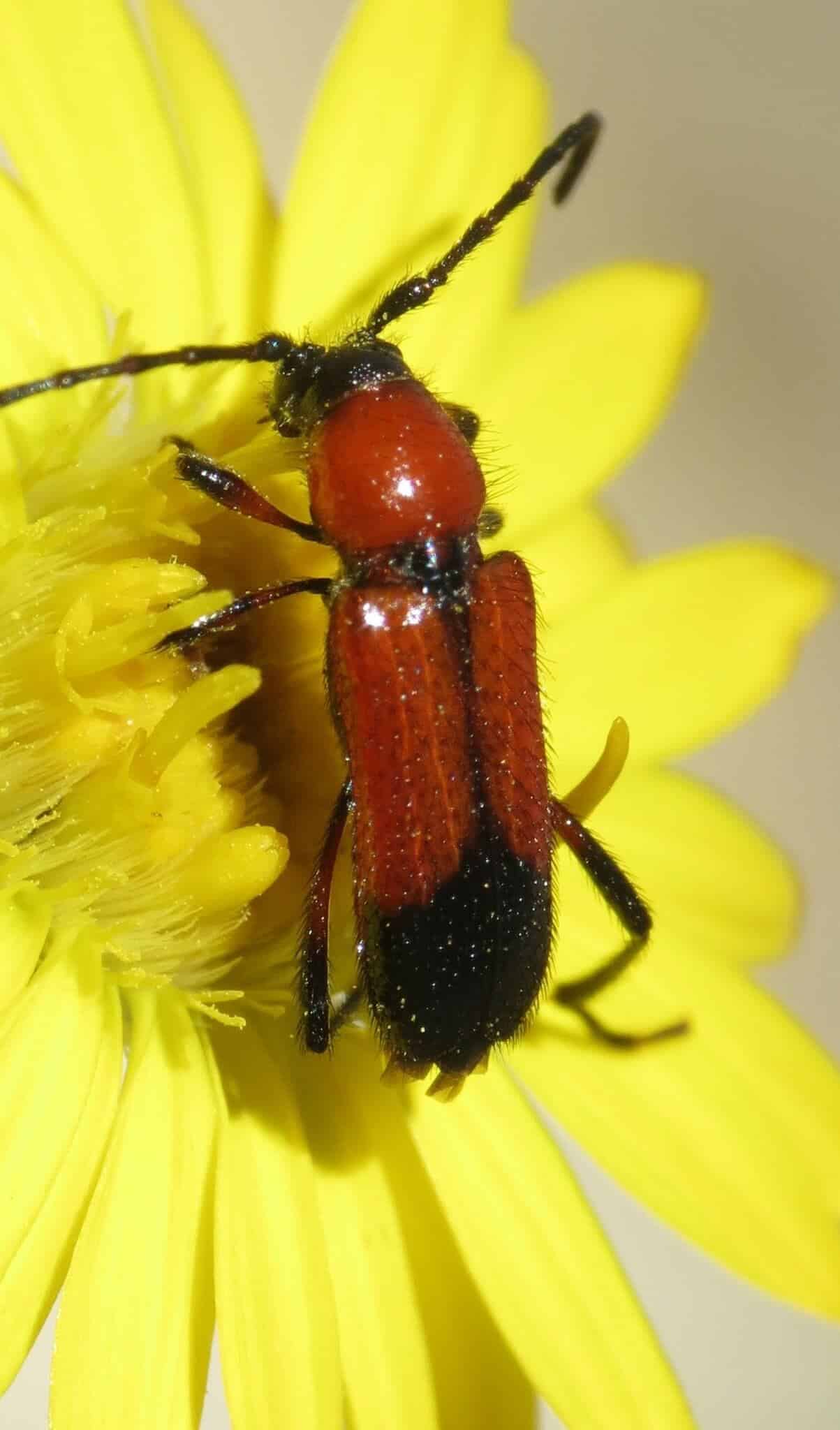 18 Stunning Red Beetles (Pictures And Identification)