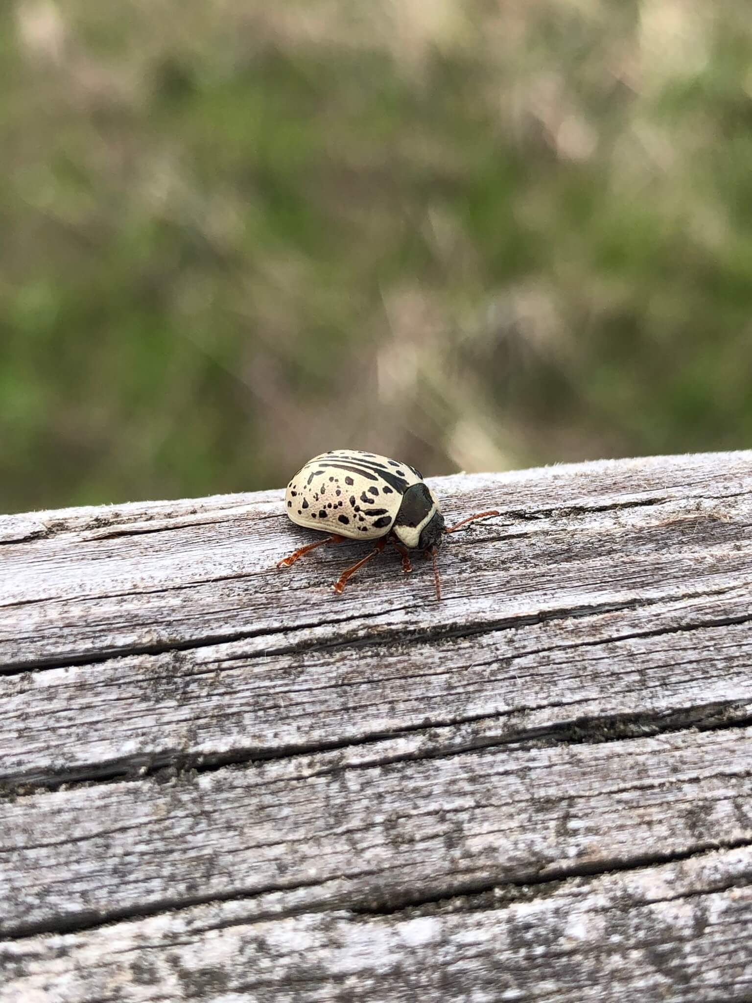 17 White Beetles You May See (Pictures And Identification)