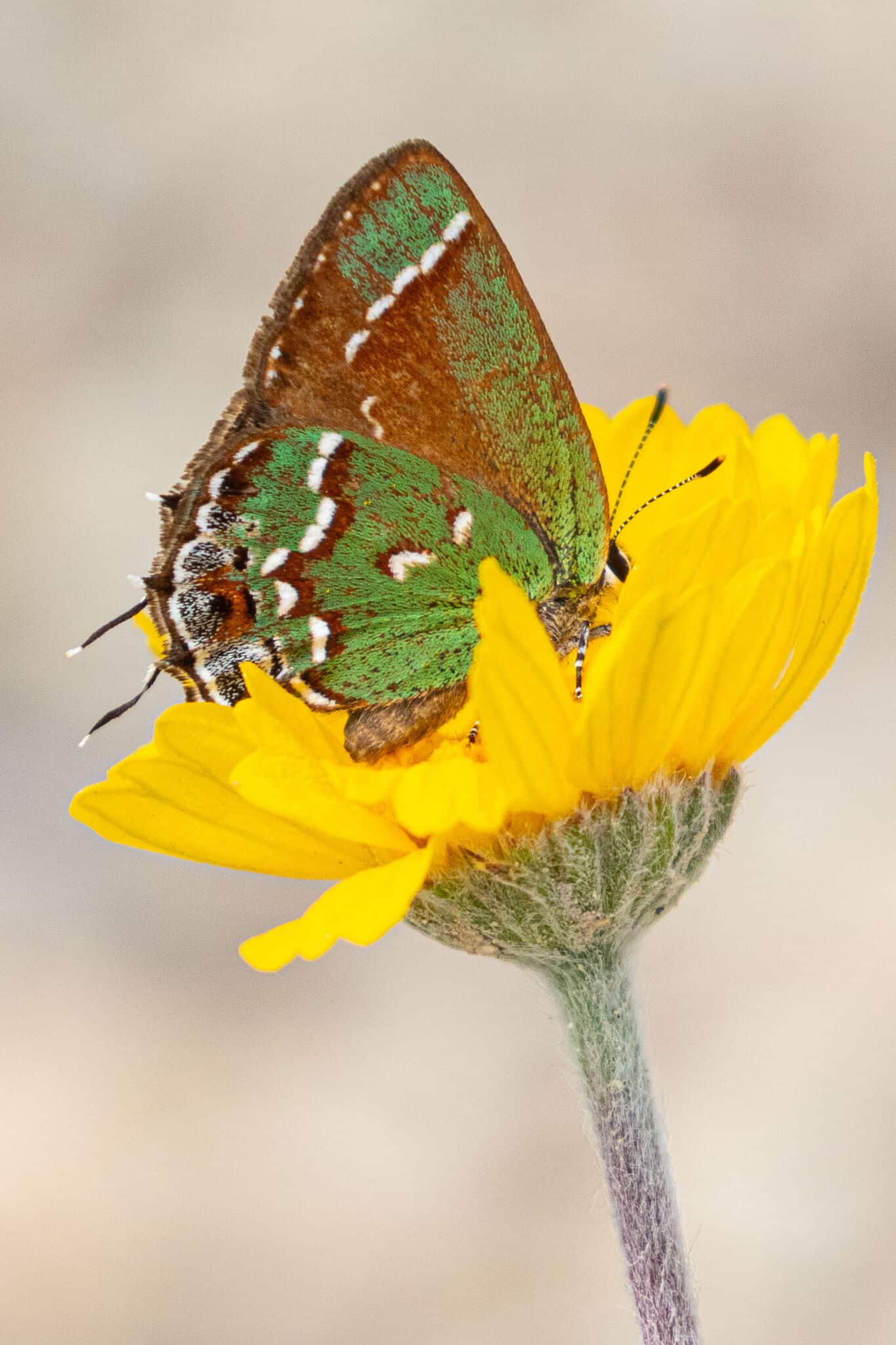 28 Amazing Green Butterflies (Pictures And IDentification)