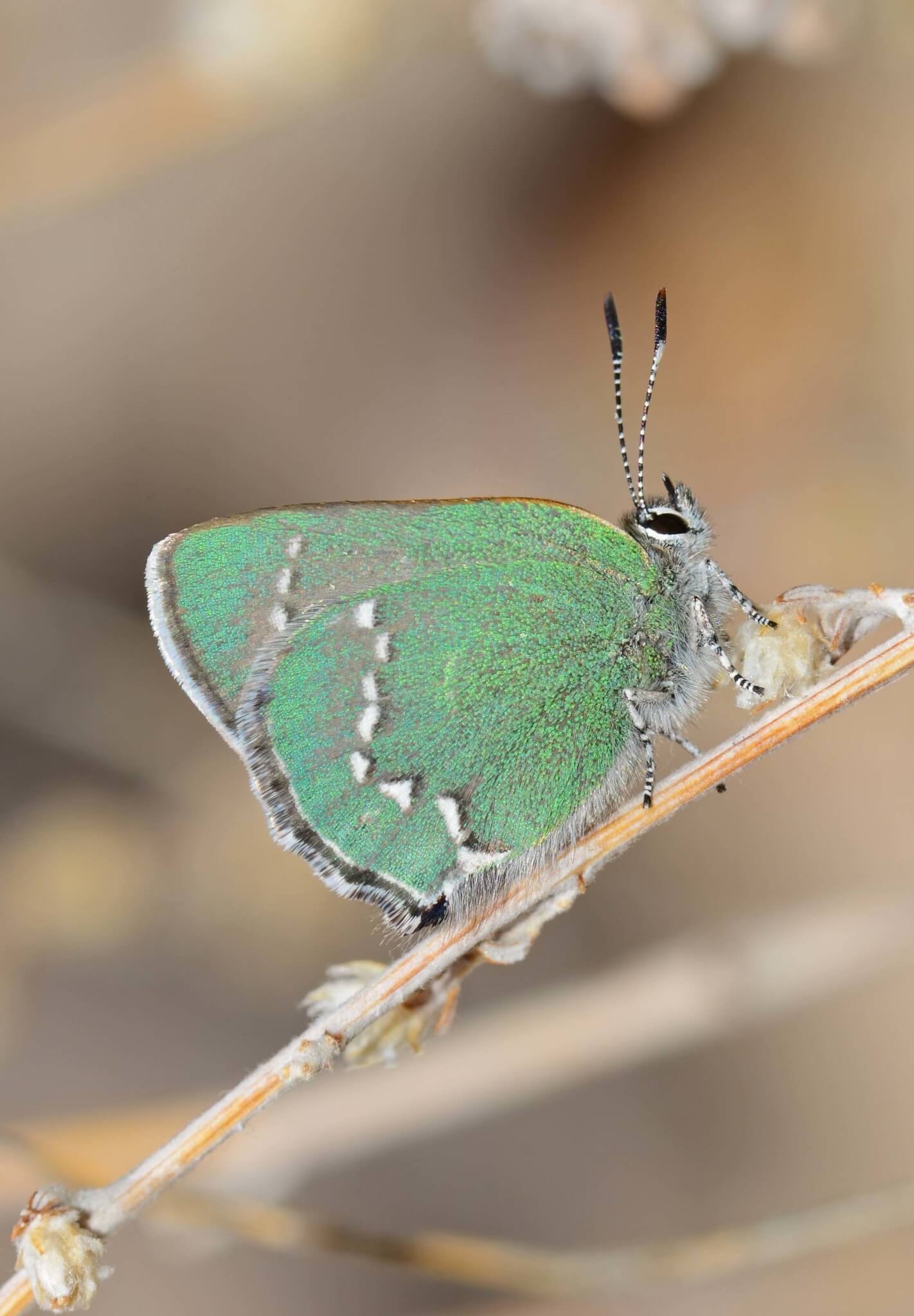 28 Amazing Green Butterflies (Pictures And IDentification)