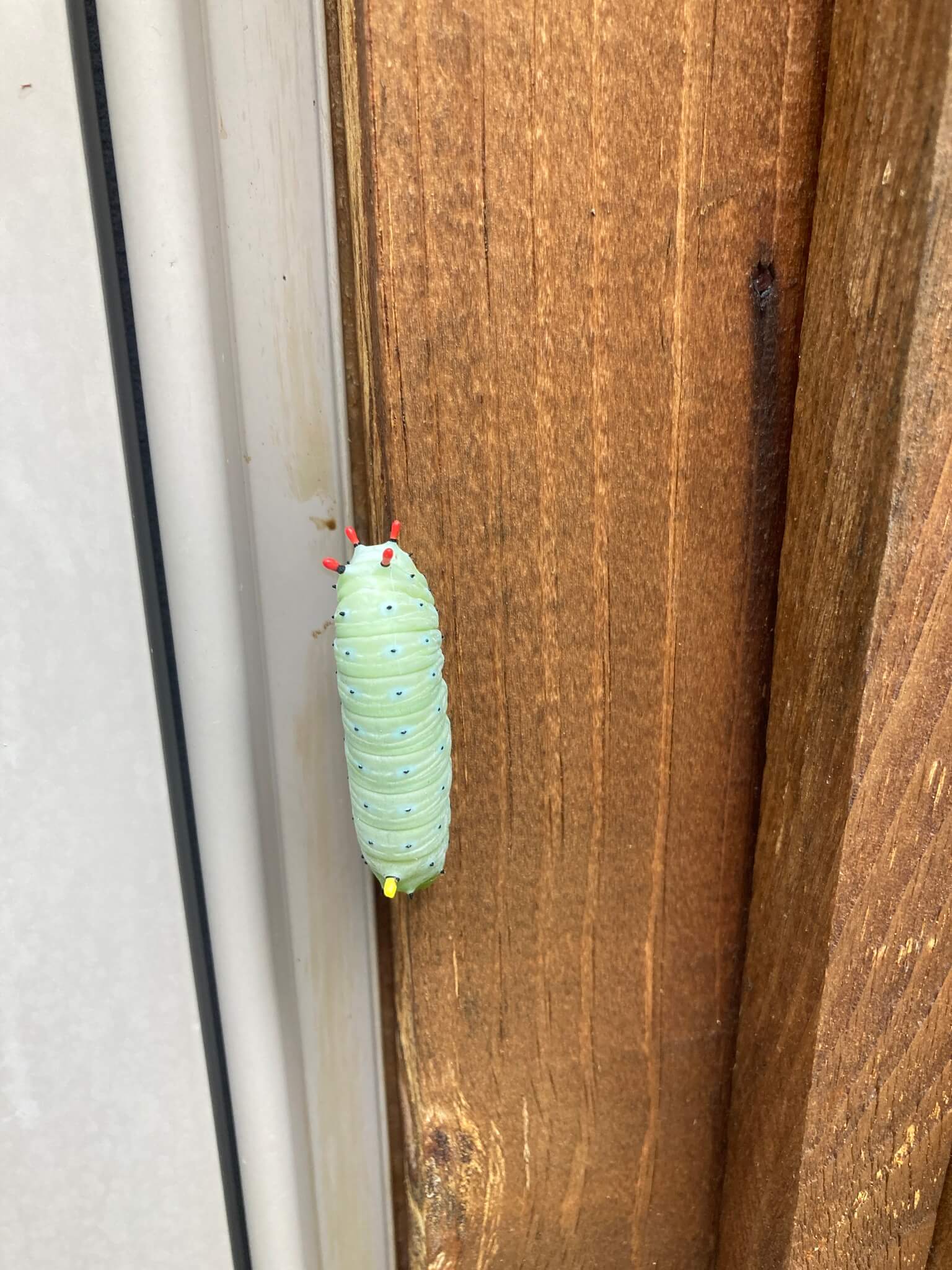 15 Types of Blue Caterpillars (Pictures And Identification)