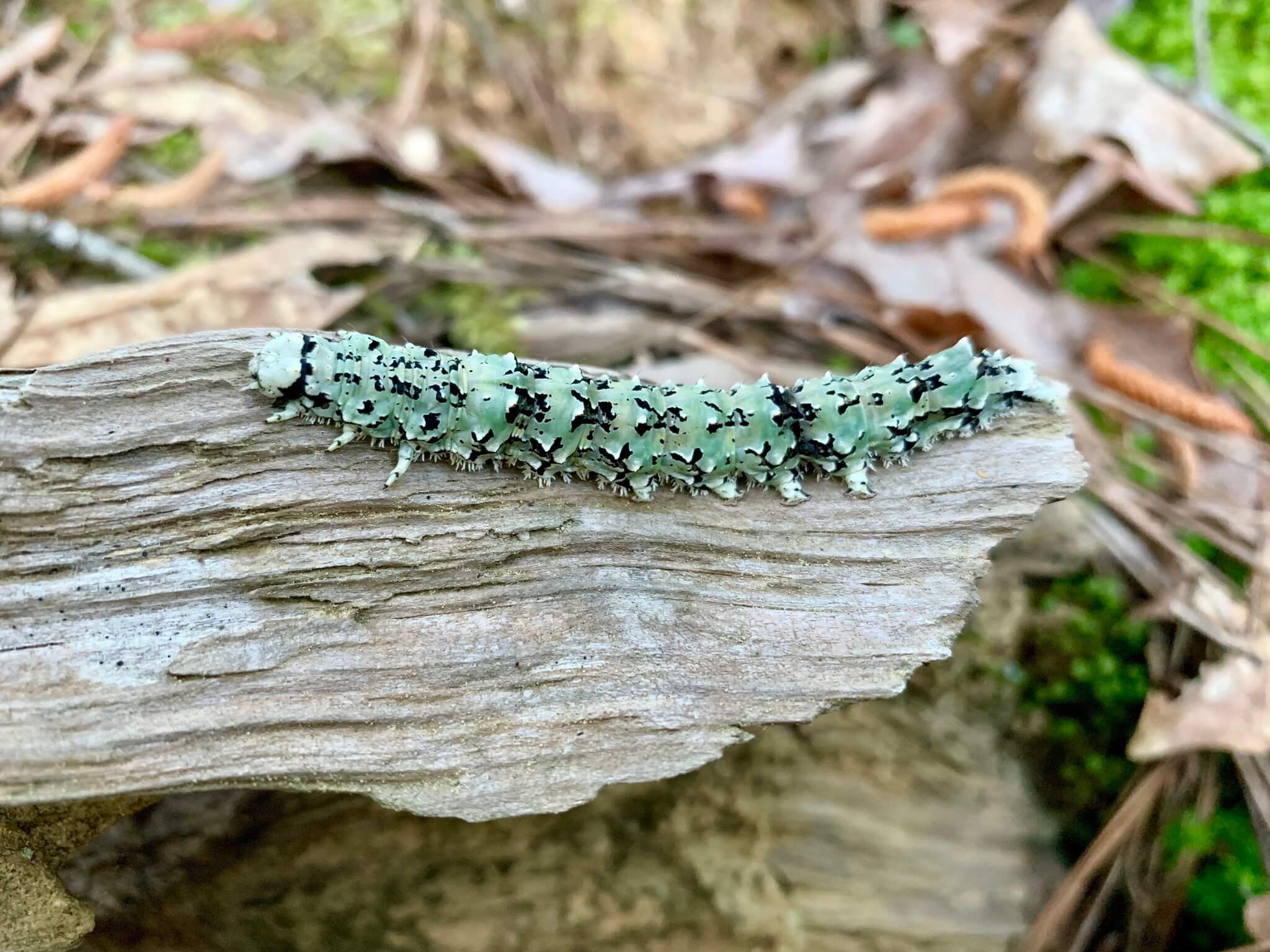 15 Types of Blue Caterpillars (Pictures And Identification)