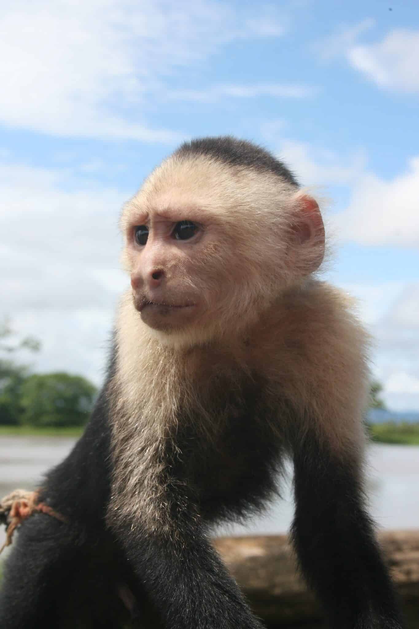 11 Monkeys With White Faces (with Pictures)