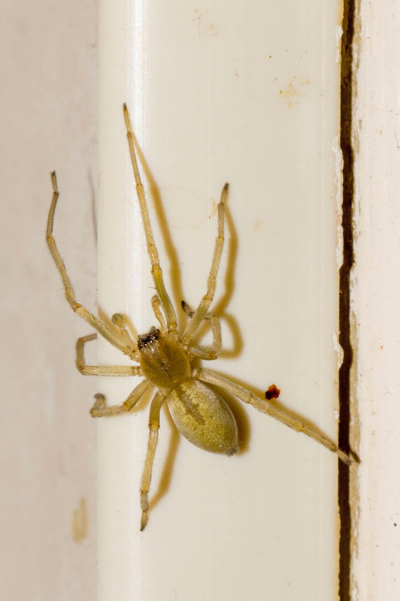 17 White Spiders With Pictures (Only #4 Is Mildly Poisonous)