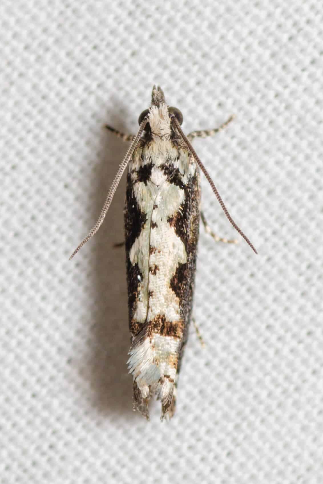37 Common Black and White Moths (Pictures And Identification)