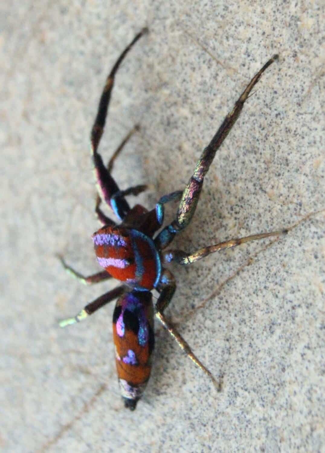 17 Vivid Purple Spiders in The World (with Pictures)