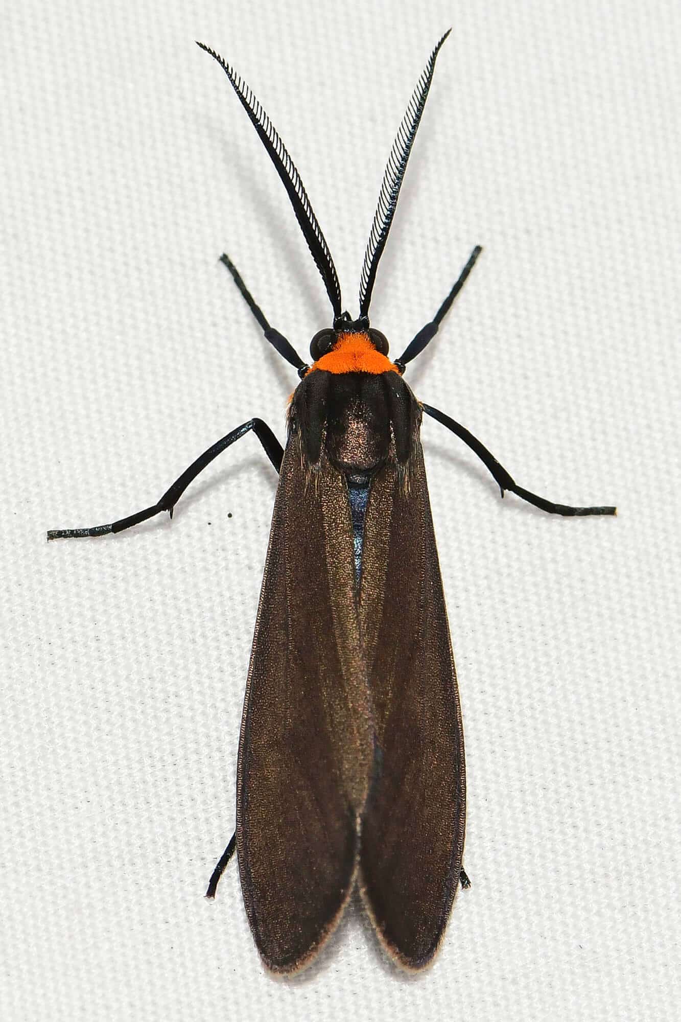 22 Types of Black Moths (Pictures and Identification)