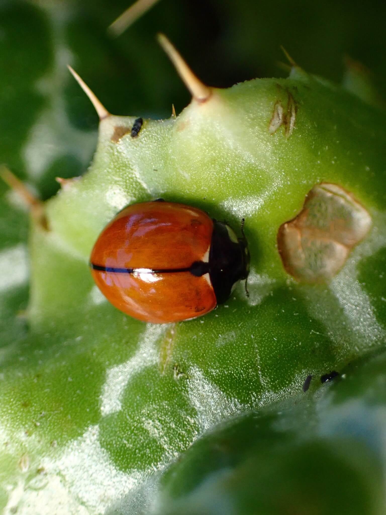 18 Stunning Red Beetles (Pictures And Identification)