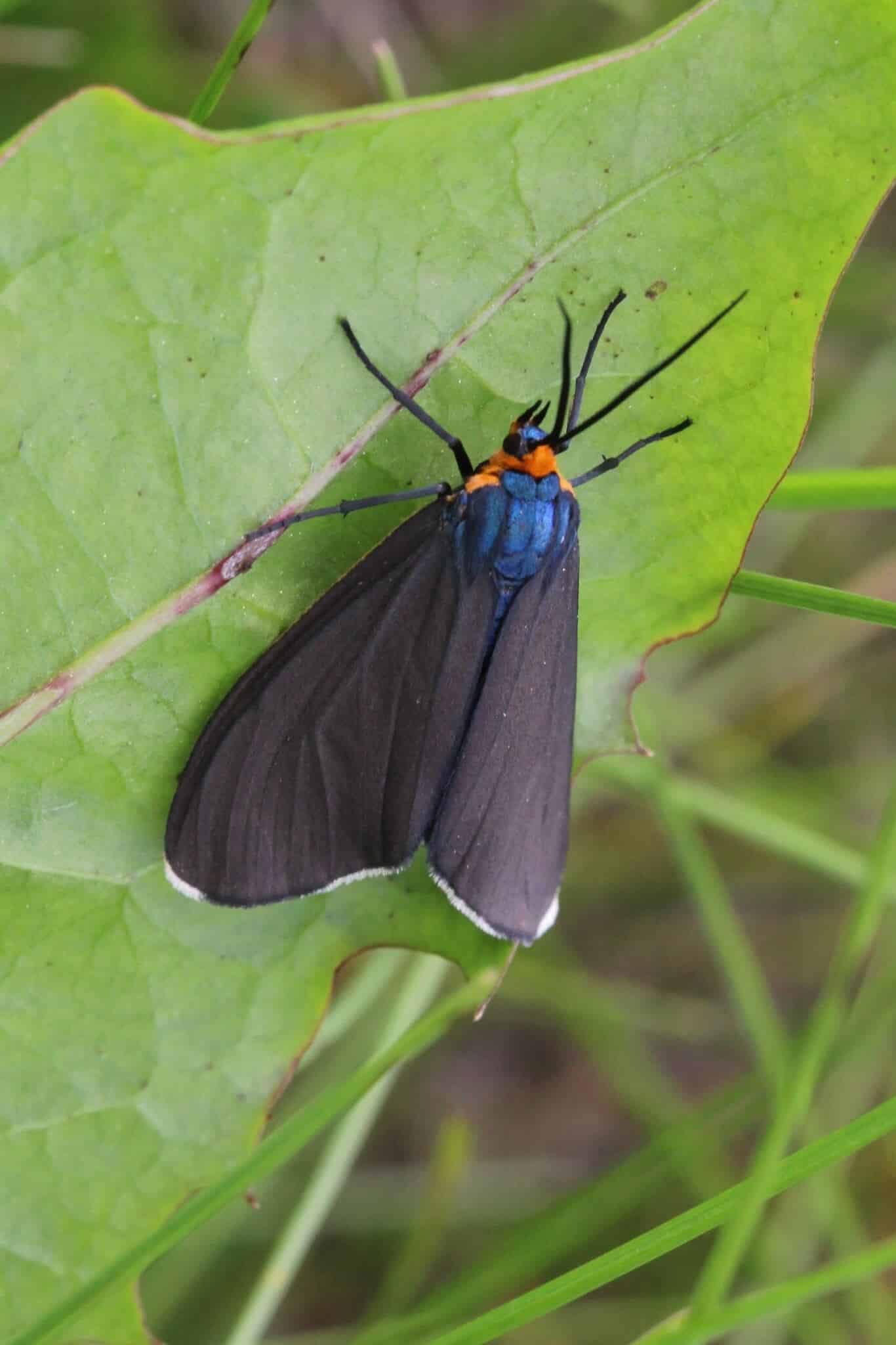 17 Stunning Blue Moths (Pictures And Identification)