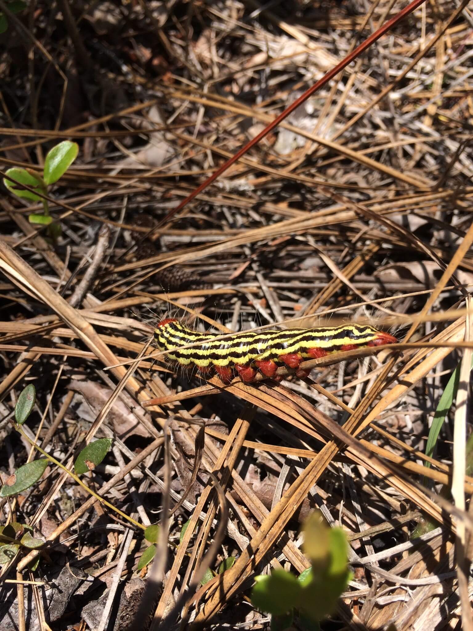 39 Common Yellow Caterpillars (Pictures And Identification)