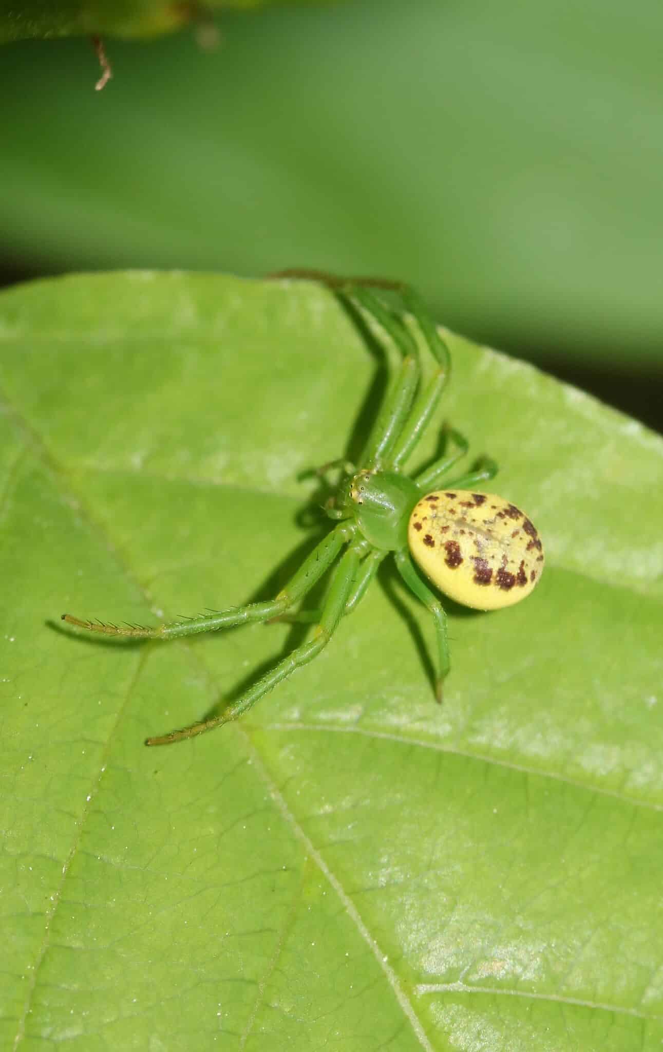 30 Common Green Spiders (Pictures And Identification)
