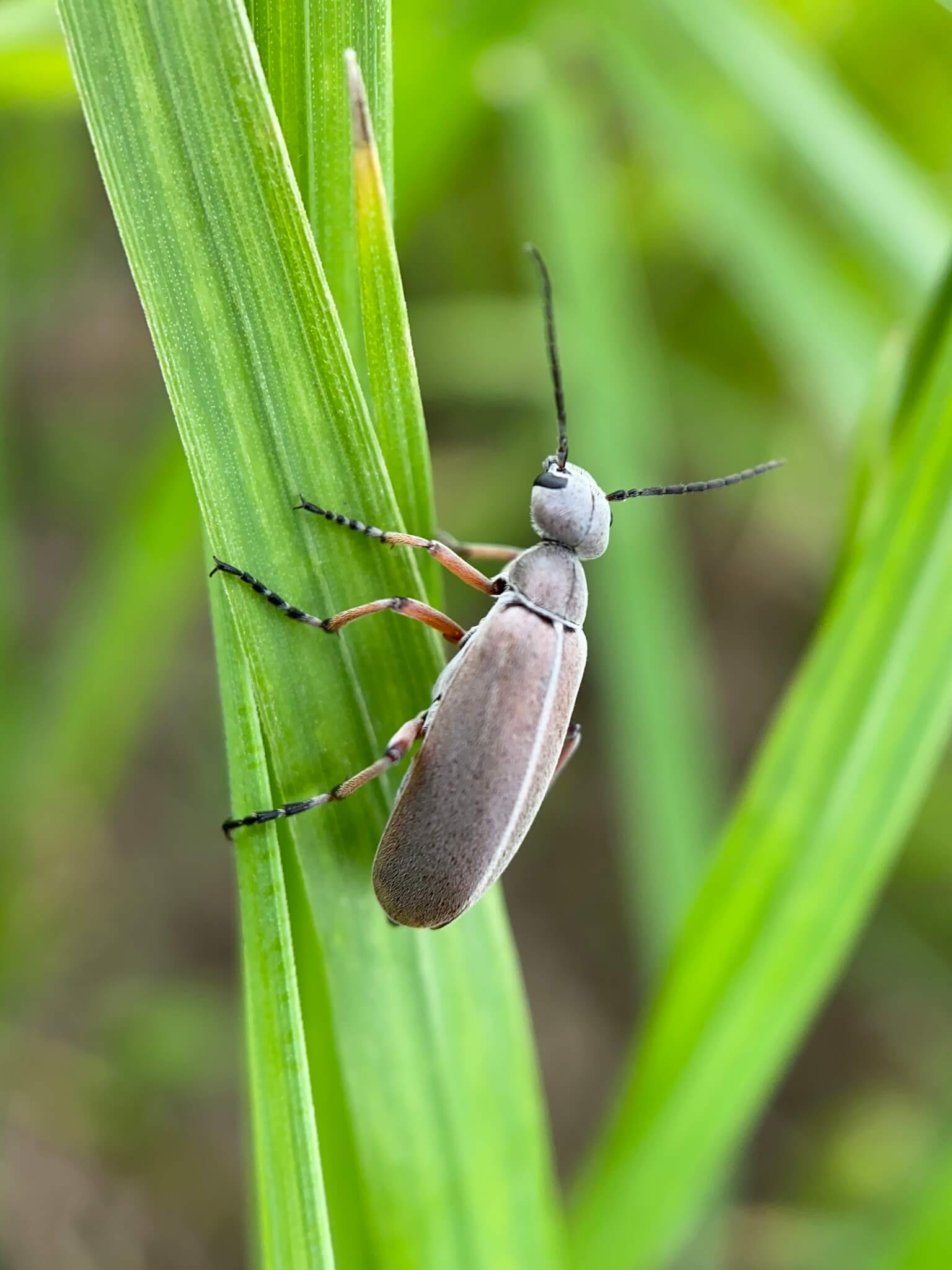 17 White Beetles You May See (Pictures And Identification)