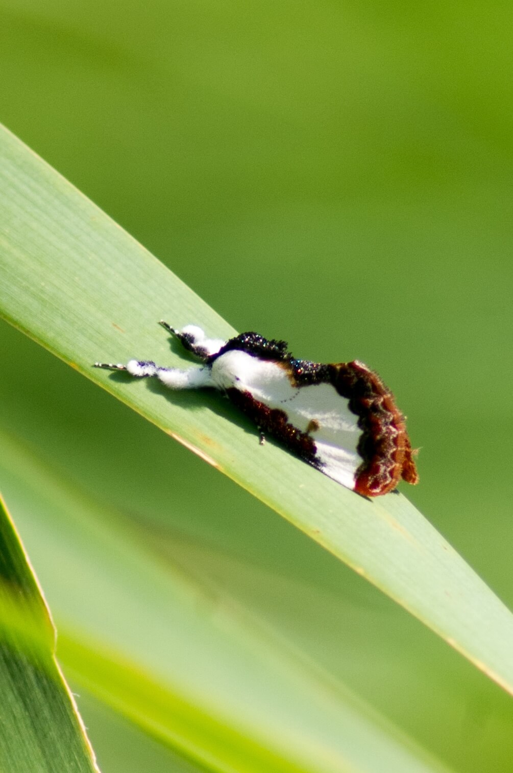 37 Common Black and White Moths (Pictures And Identification)